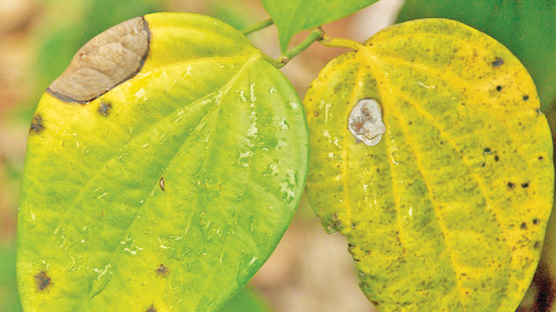 KAU Agri Infotech Portal