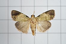 KAU Agri Infotech Portal