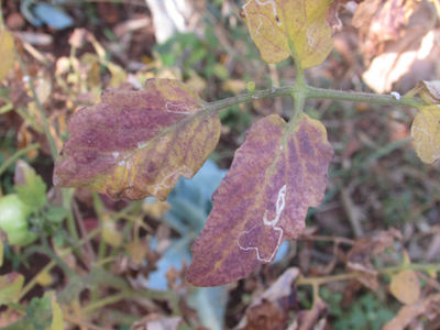 KAU Agri Infotech Portal